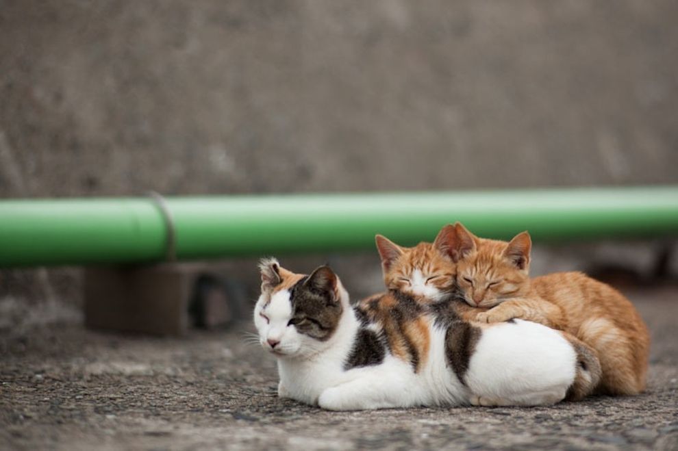Tashirojima , Syurga Bagi Kucing | wisbenbae
