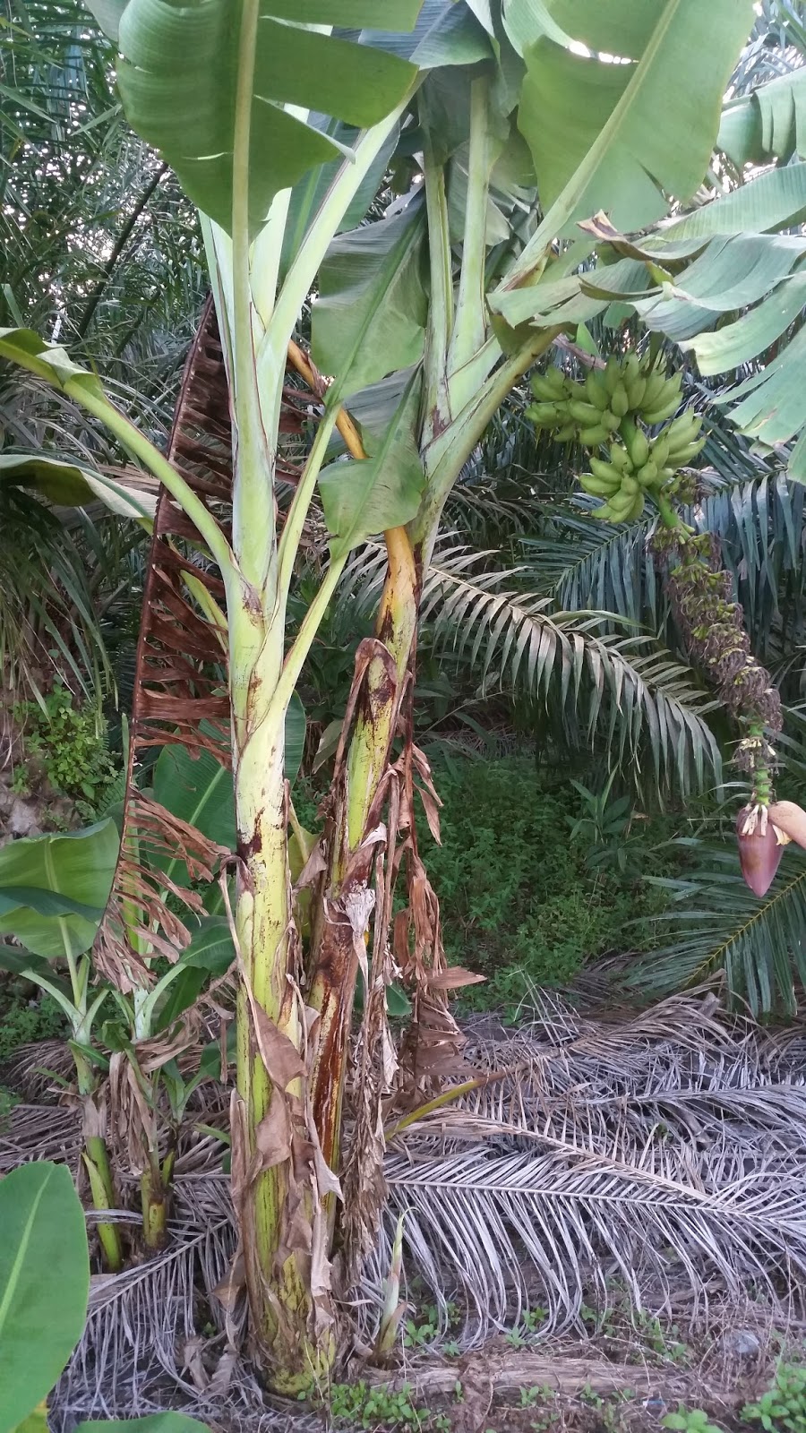 Warisan Petani: Tanaman Pisang 11 :Pokok Pisang Susu.
