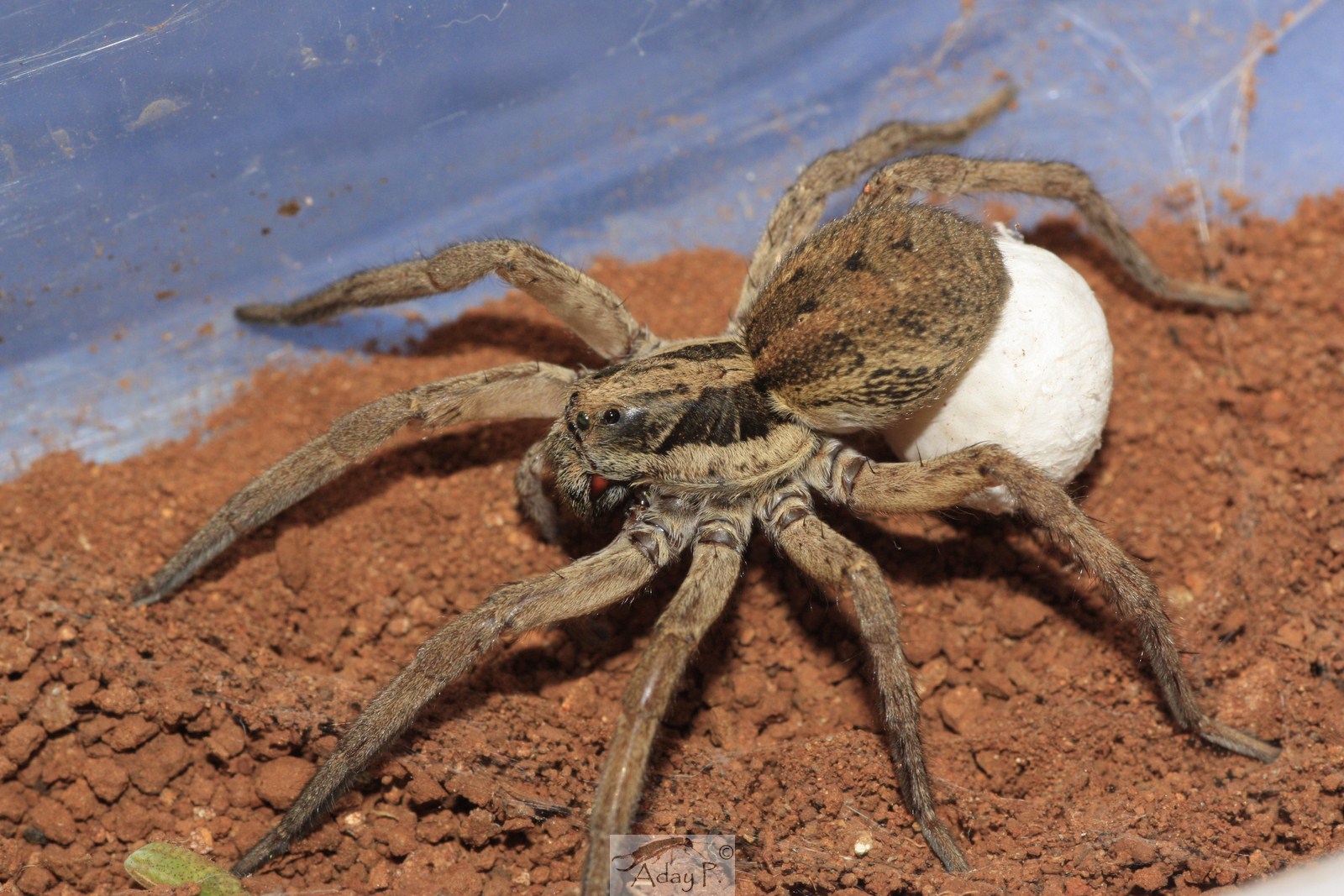 Artropodolandia: Lycosidae