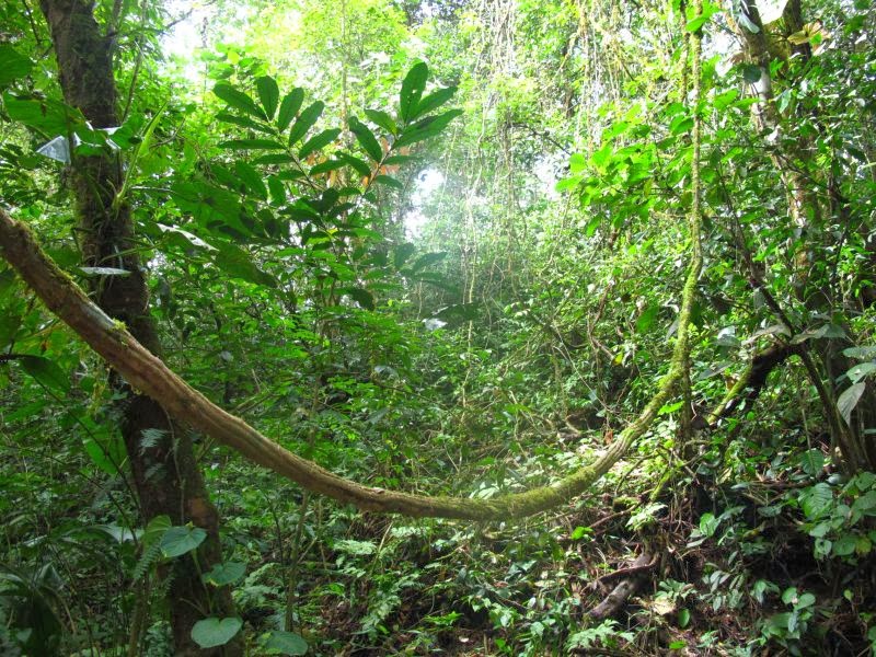 Aquaponic farm Futura CZ: Užitečné liány v akvaponickém skleníku