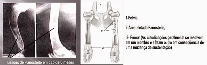 MUNDO CÃO: PANOSTEITE CANINA