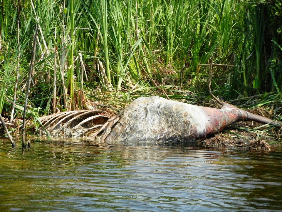Bow Narrows Camp Blog on Red Lake Ontario: Dead moose is finally being ...