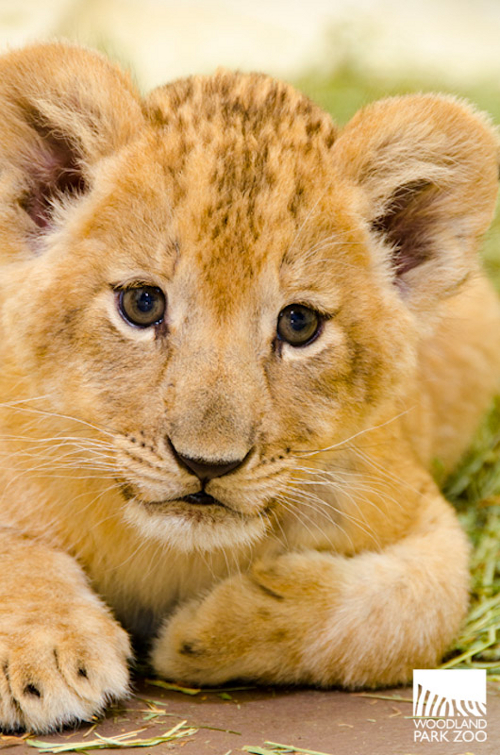 Lion cubs are healthy, playful and a bit of a handful