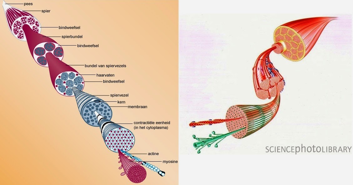 Biologie - Spieren: Opbouw