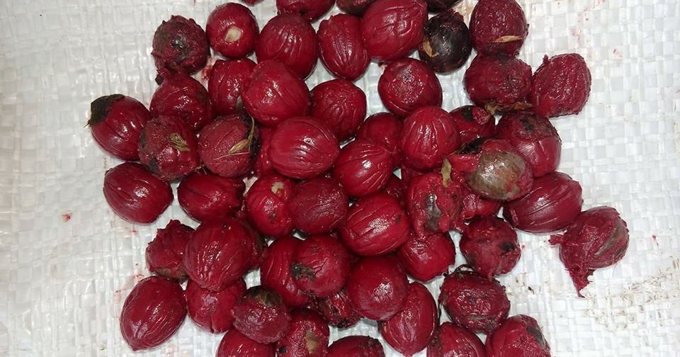 Virola surinamensis FRESH SEEDS - MuruWasi seedhouse