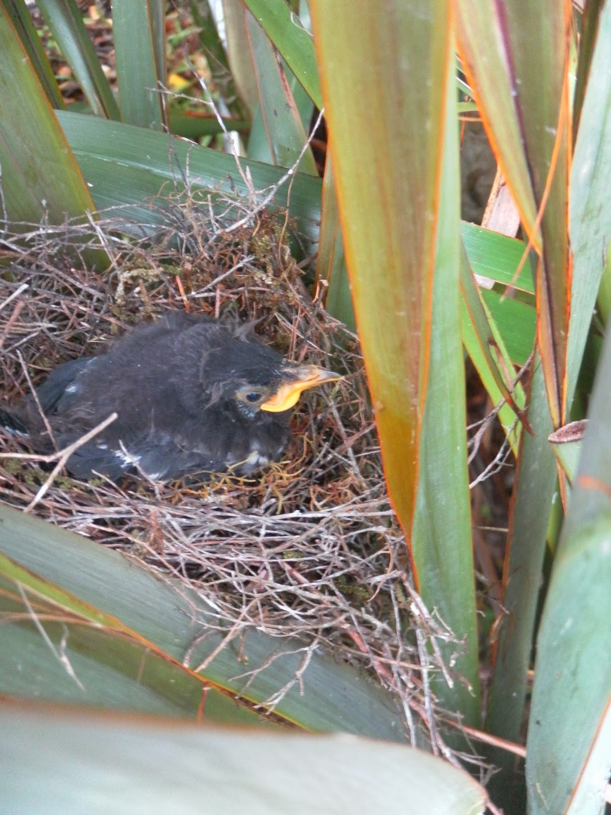 Explore and Discover Nature: Tui Chicks in the Garden