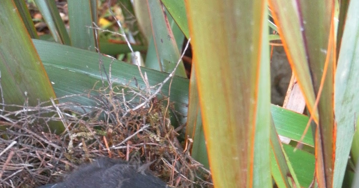 Explore and Discover Nature: Tui Chicks in the Garden