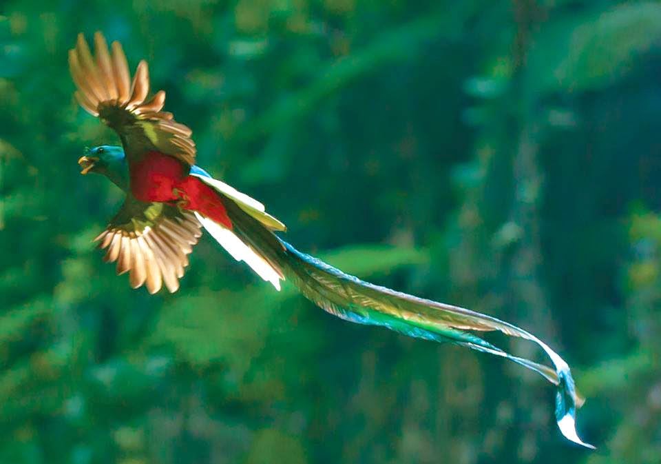 Fauna Urbana Villa María: El Quetzal, ave distintiva de México