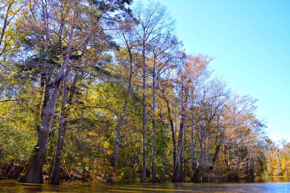 Kints: The Unfathomed: Big Swamp and Big Lake, 22 November 2015