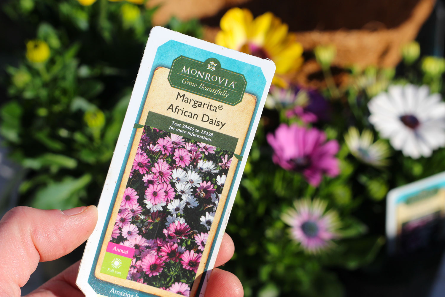 365 Designs: Adding a pop of spring color with Monrovia plants and easy ...