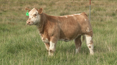 Lautner Farms: Hammer Club Calves Online Club Calf Sale