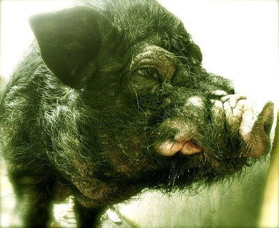 NEW ENGLAND FOLKLORE: The Devil In The Shape of A Hog: Three Encounters ...