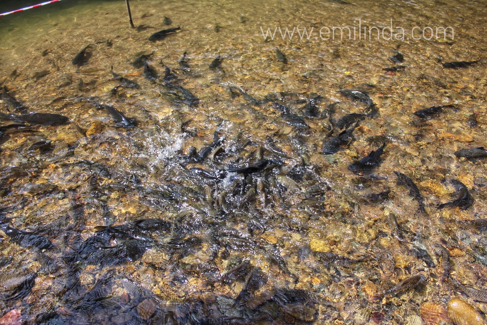 Pengalaman Berkunjung ke Tagal Fish Spa, Sungai Moroli - emilinda