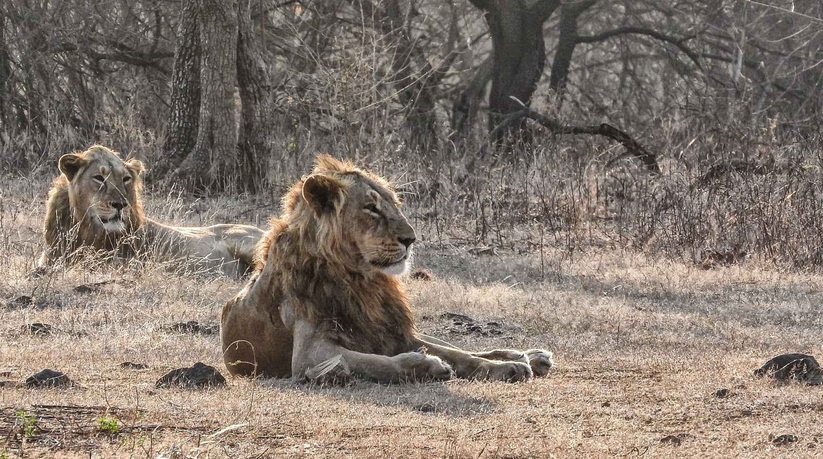 Zoology Jottings: Asiatic Lions: A Conservation Success Story