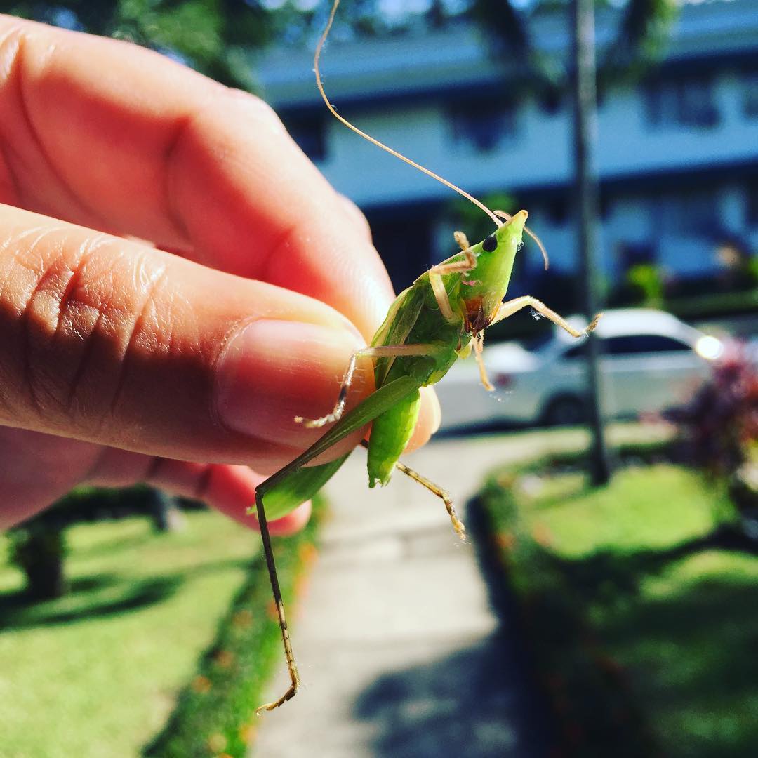 tipaklong - philippin news collections