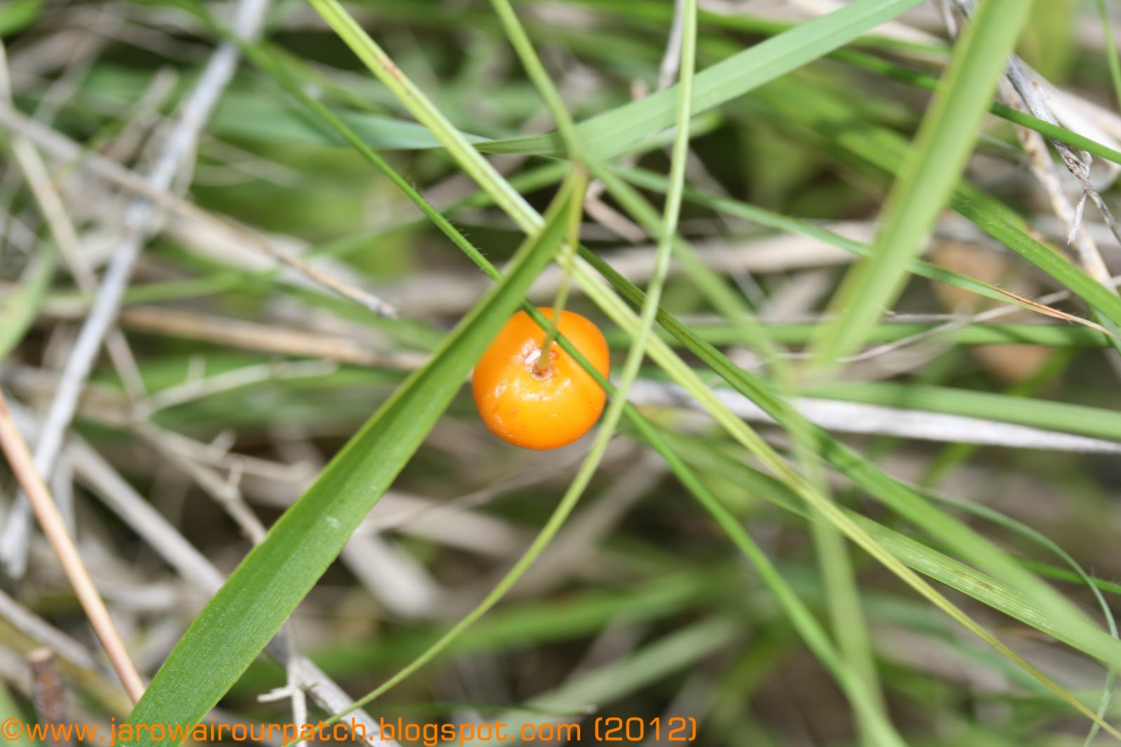 Wombat Berry (Eustrephus latifolius) 20/01/12