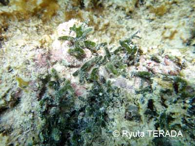 Seaweed Research Journal 海藻研究ジャーナル : Seaweed flora survey in Yoron Is ...