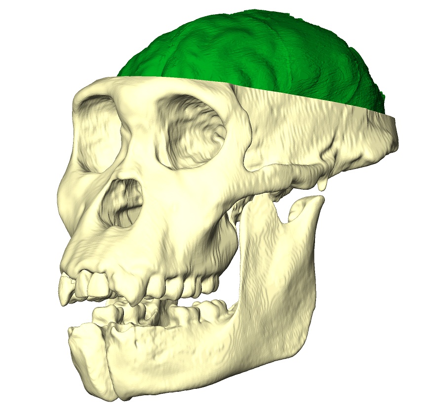 Esciencecommons Hominid Skull Hints At Later Brain Evolution