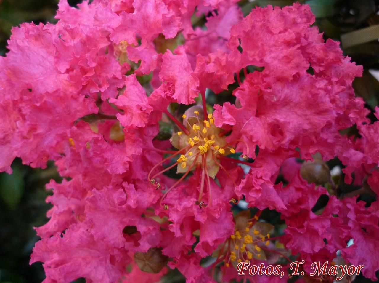 Flores y plantas silvestres: " Lagerstroemia indica ". Jupiter. Arbol ...