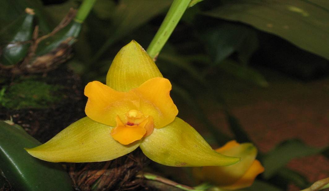 Protección a la Naturaleza: la flora de Guatemala - tareas......-
