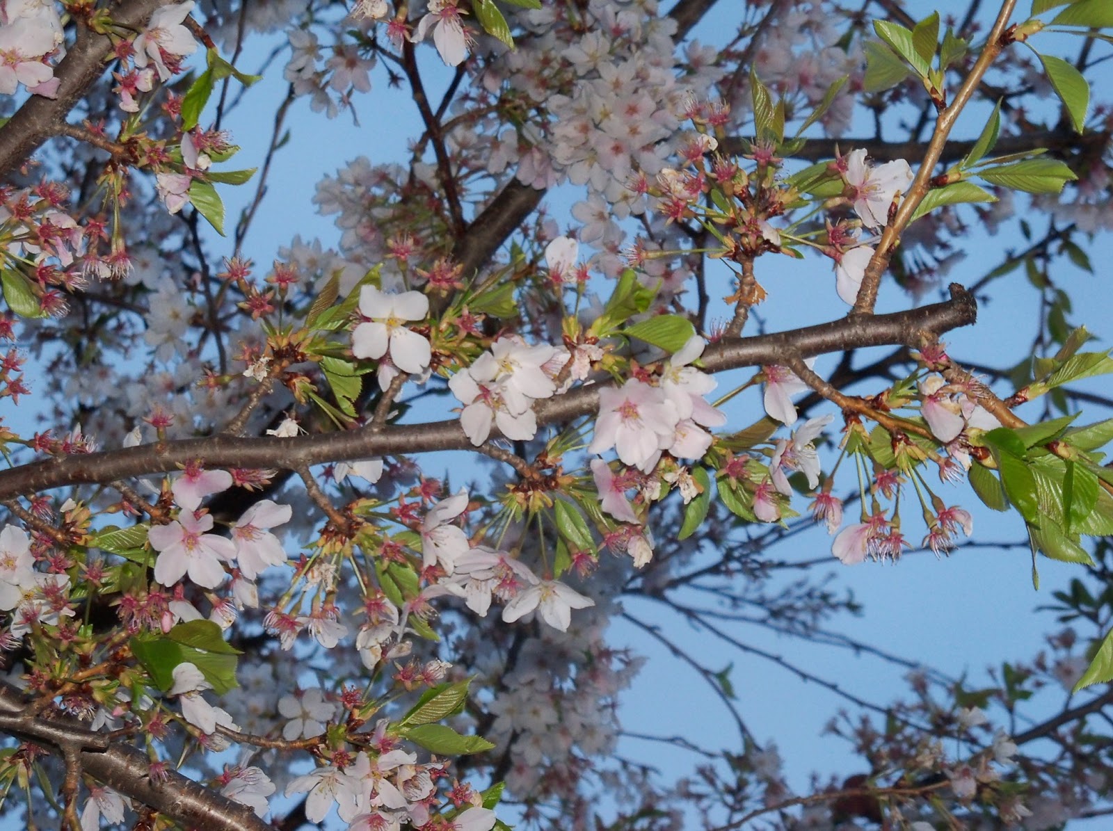 Plant Journeys: Dear Hormones