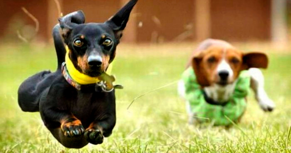 TIPS PARA MASCOTAS: Mi perro tiene atopia. Clínica Veterinaria del Bosque