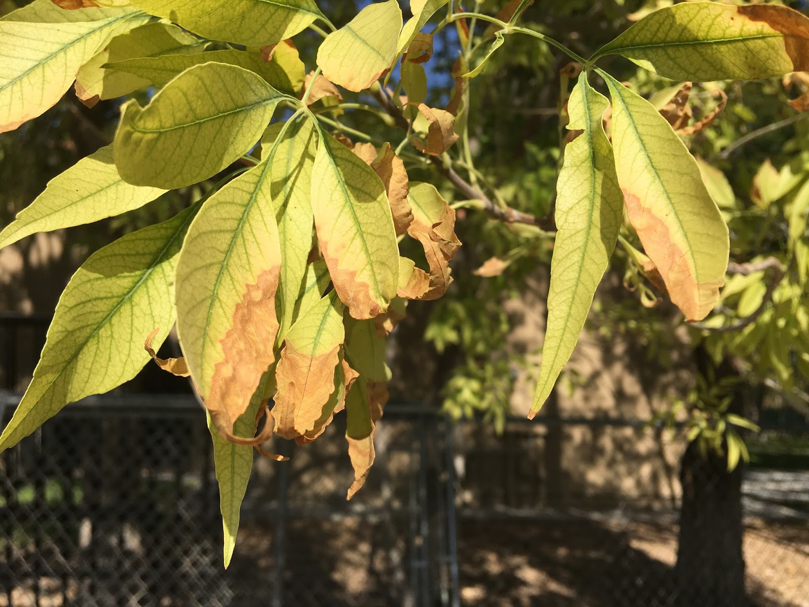 Xtremehorticulture of the Desert: Limbs Dying in 20 Year Old Arizona Ash