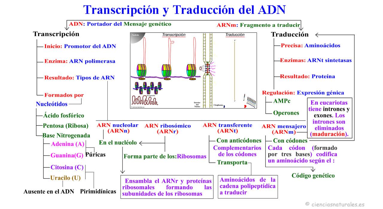 BASES DE BIOLOGÍA CELULAR: TRANSCRIPCION