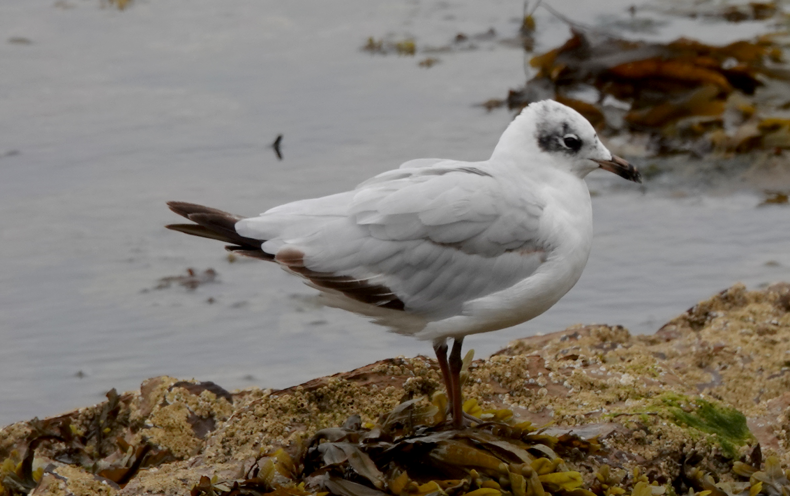 Birding with a camera: Scarborough Mediterranean Gulls July/August 2018