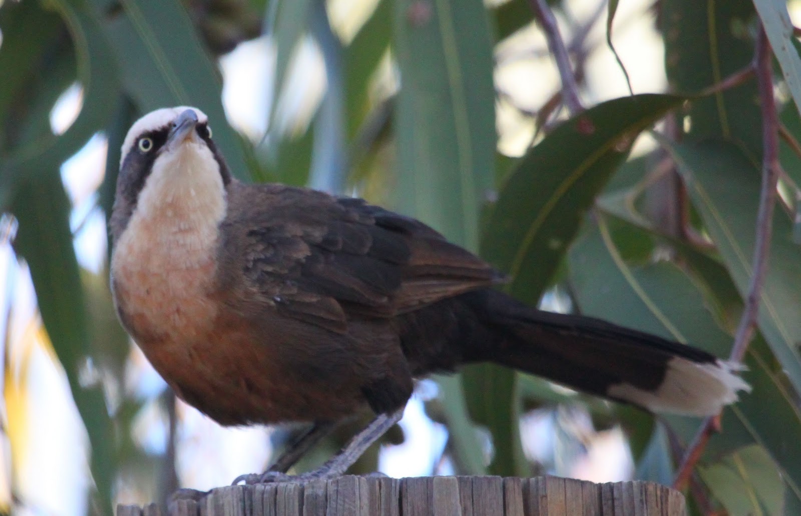 Richard Waring's Birds of Australia: Grey-crowned Babblers