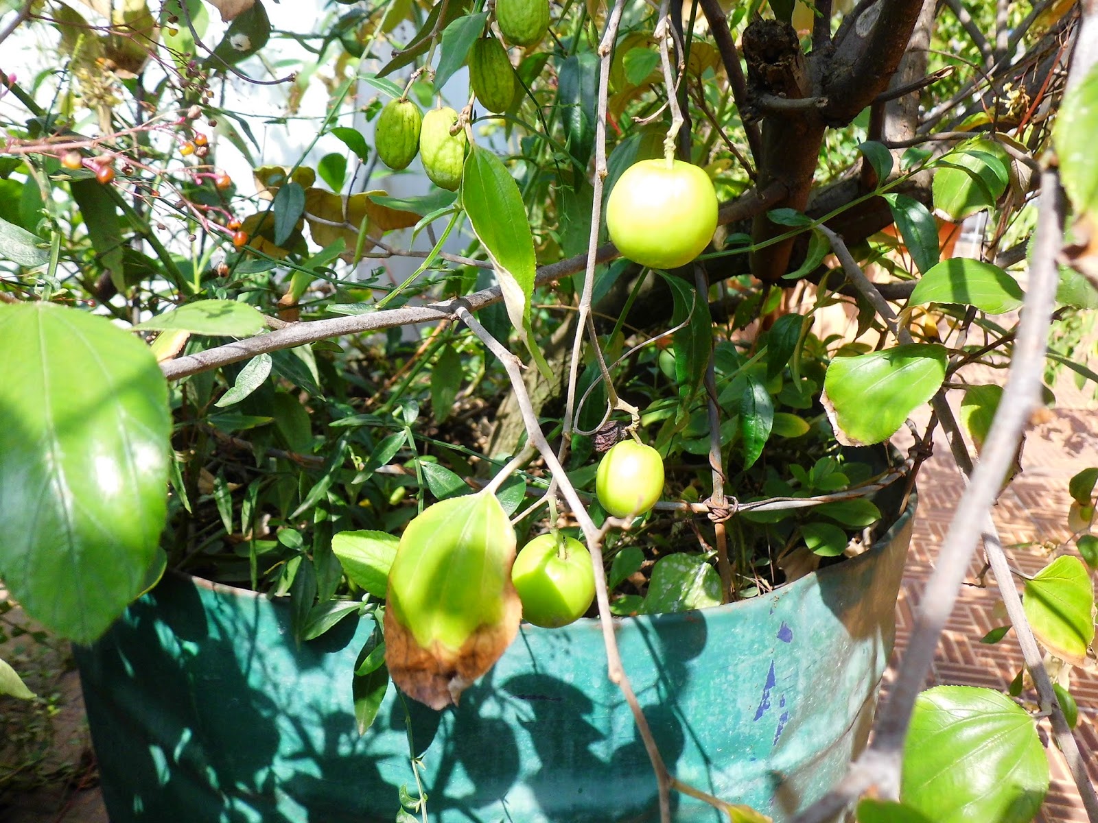Putsa ( Ziziphus Mauritiana Lam)