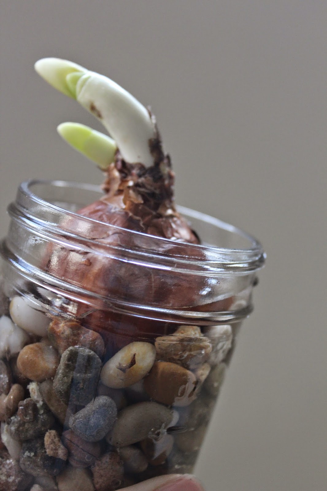 The Blue Barn: Growing Paperwhites