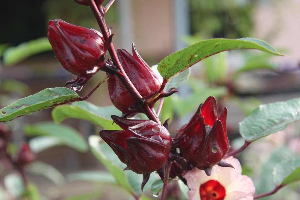 My little vegetable garden: Roselle beyond juice and jam.