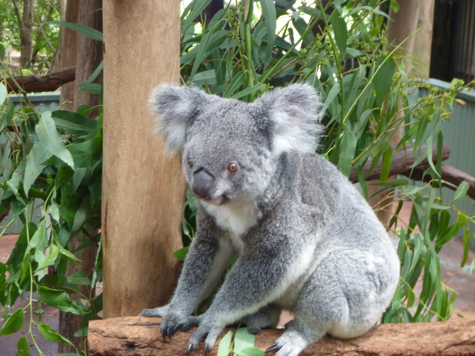 Meanwhile in Australia~ . . . . . .