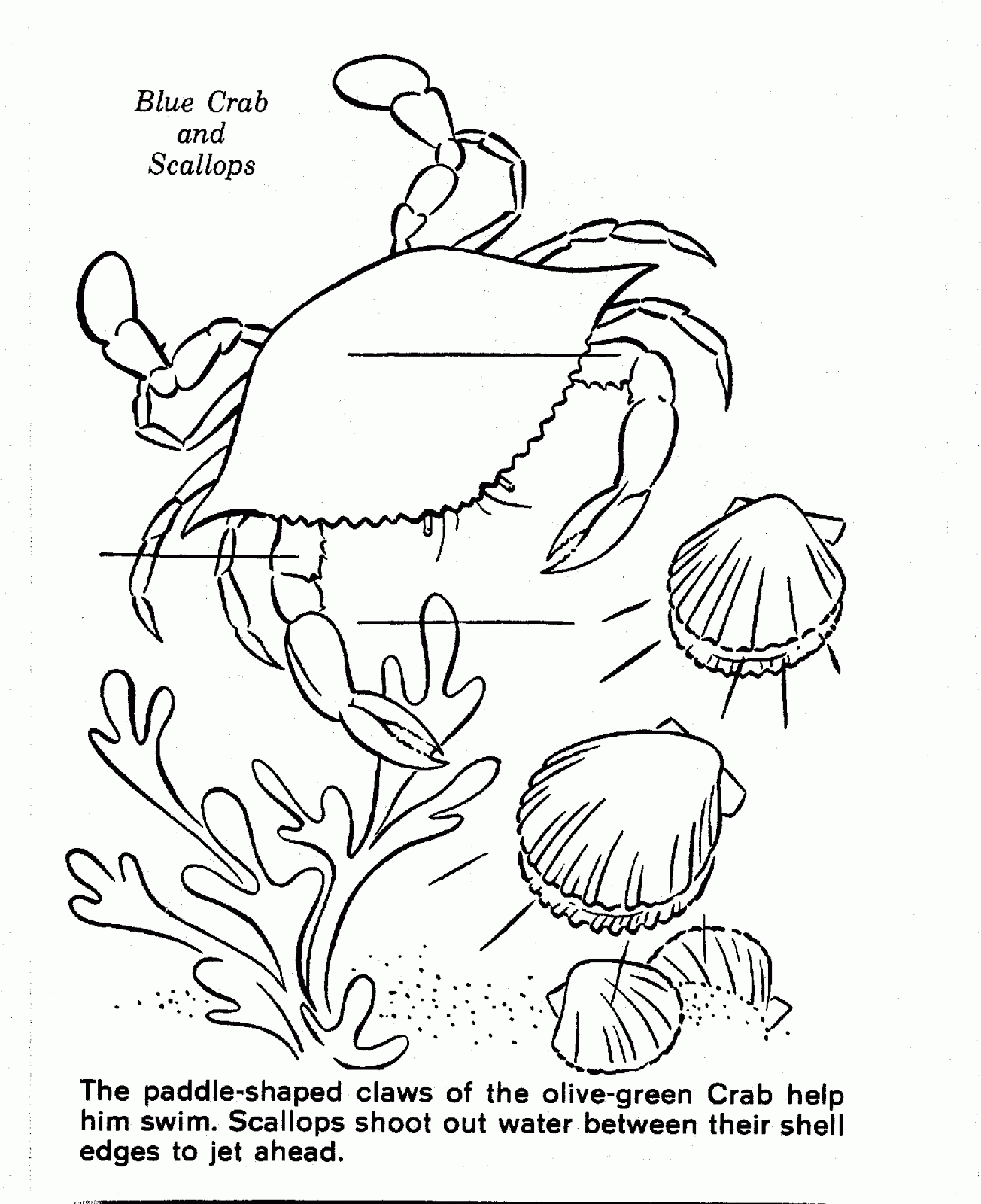 desene natura plante imagini de colorat ~ Desene Imagini de colorat