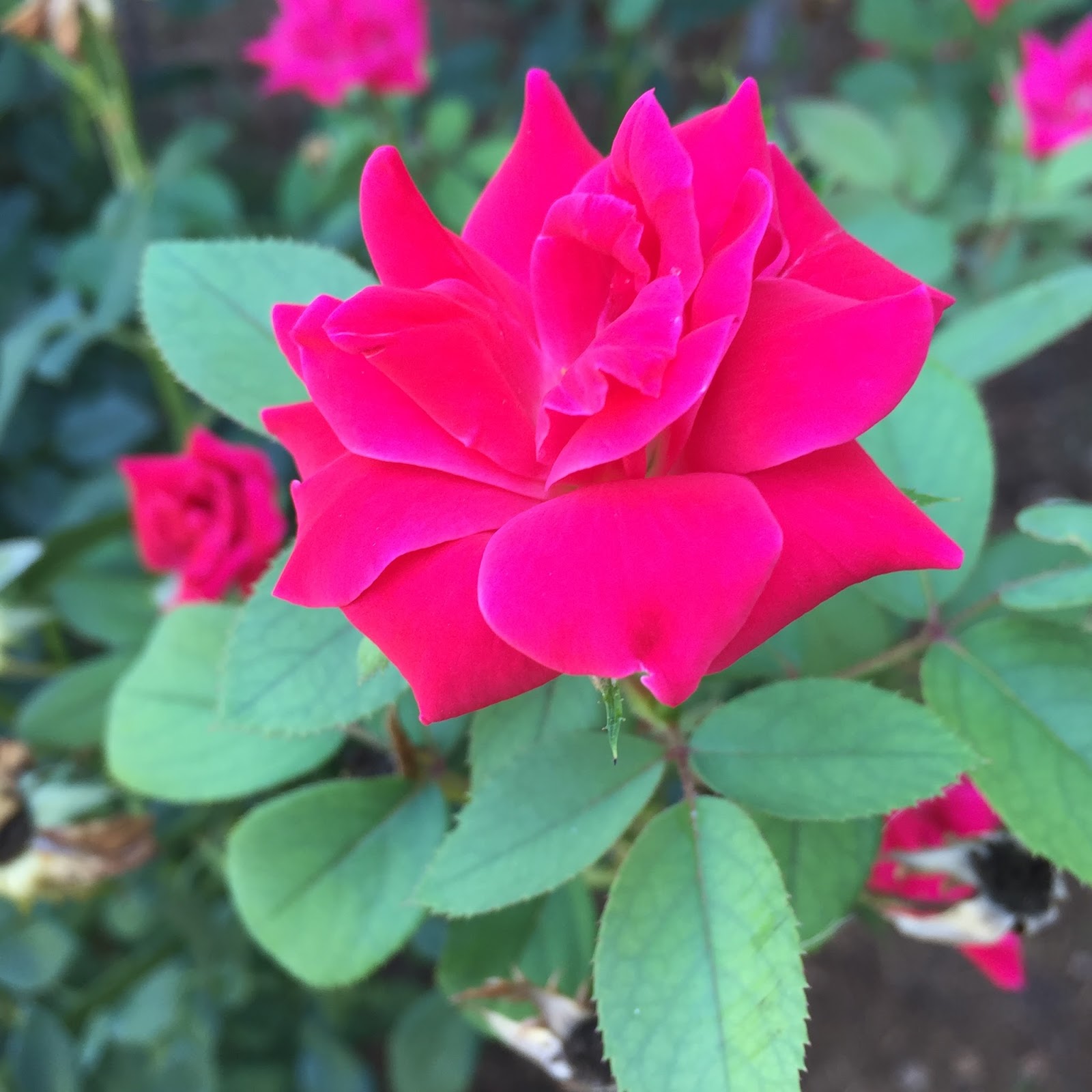 St Michael's Family: The Flowers of St. Michael's