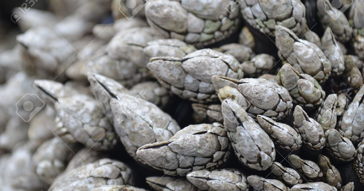 Pagine di pergamena: Ricercatore scopre una caratteristica anatomica ...