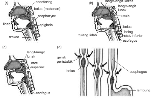 organ pencernaan utama, struktur dan fungsi sistem pencernaan makanan ...