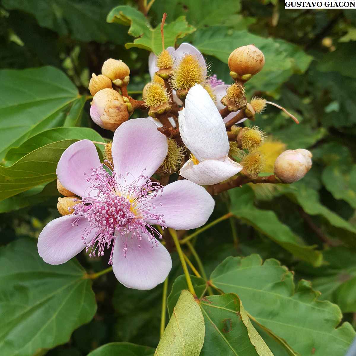Viveiro Ciprest - Plantas Nativas e Exóticas: Urucum Amarelo ou Colorau ...