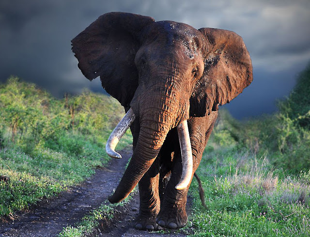 Elsen Karstad's 'Pic-A-Day Kenya': Meru Bull Elephant