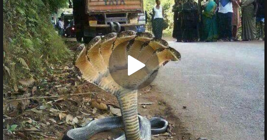 Amazing 7 Headed Snake In India ~ Hot 31 VDO