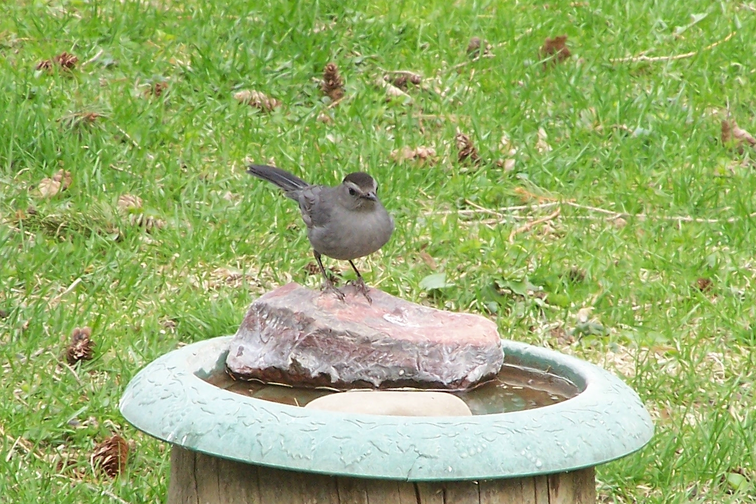 NATURE NOTES: May 2012