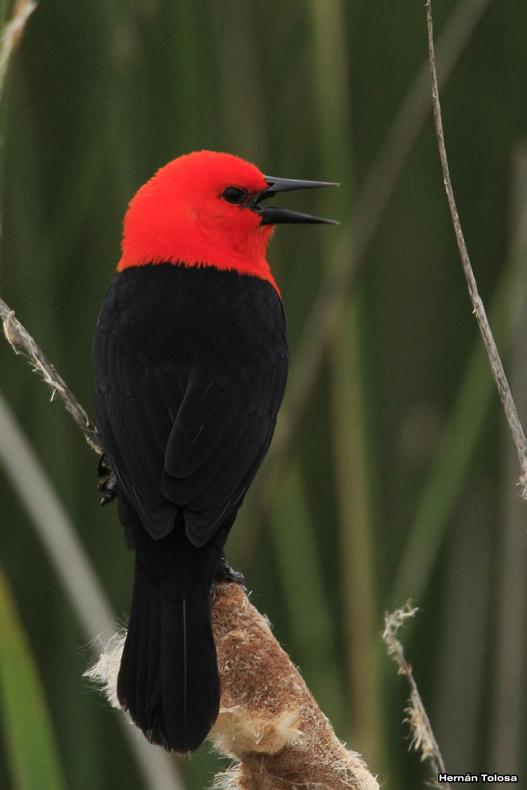 Aves de Argentina: Pájaro soldado