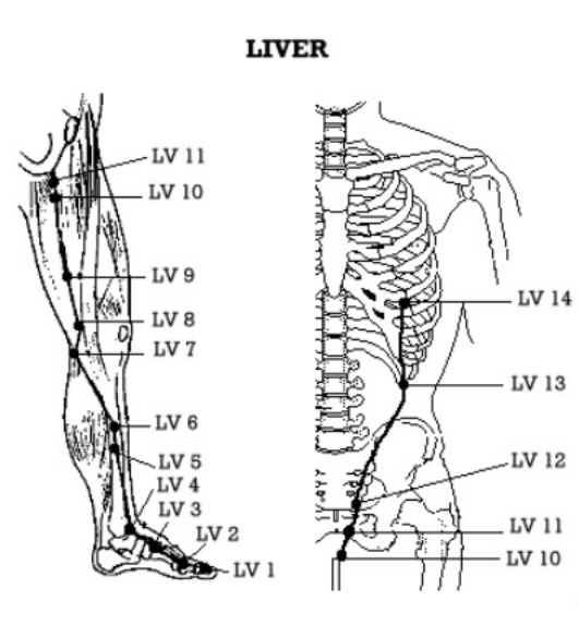 Akupuntur: Titik Meridian Liver