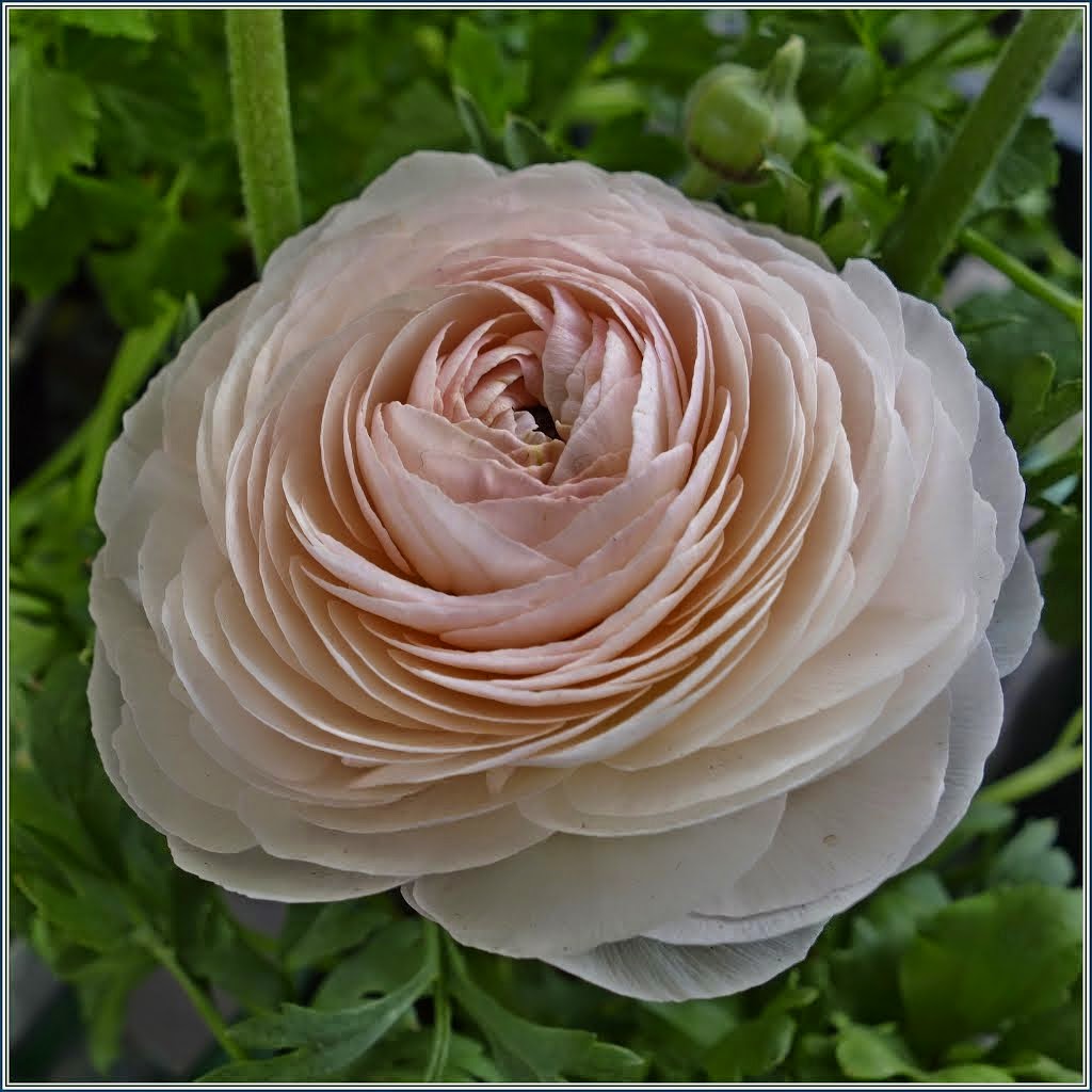 BOGLARKA FLOWER photos - wallpapers | the fun bank