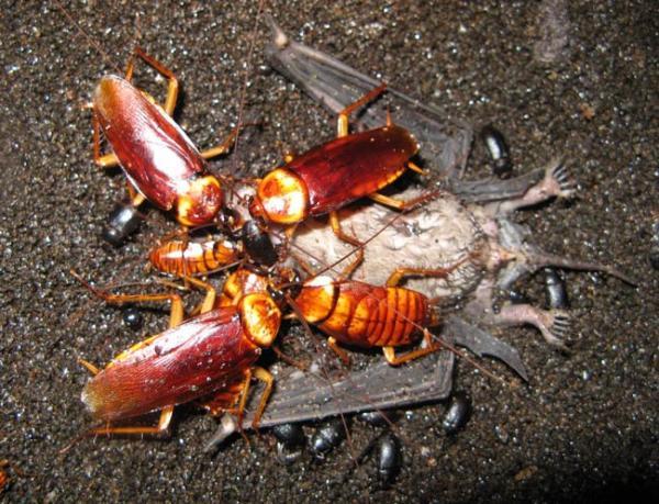 Incredible Cave Creatures - Nice Pictures