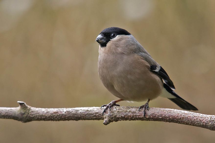 Filnore Woods Blog: Bullfinch