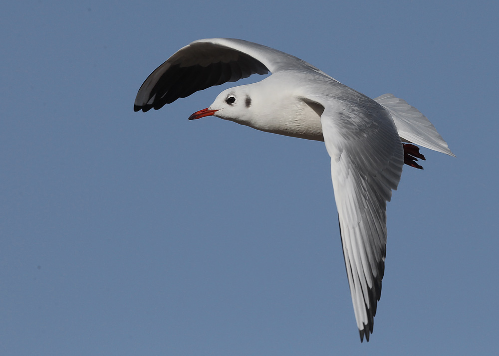 Richard Smith - Birdwatching Days Out: CASPIAN GULL, 1st winter ...