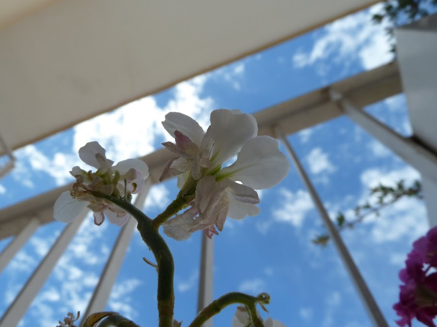 Alelies (Erysimum) | Plantas