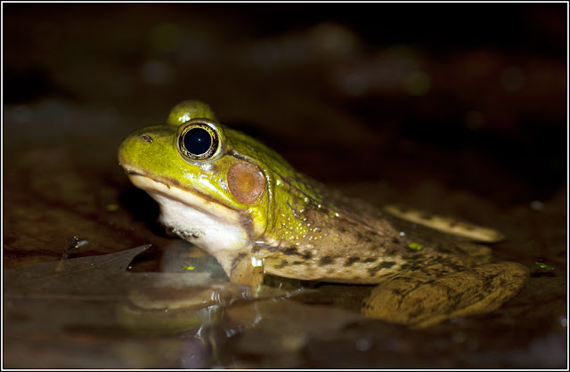 Explorations of an Ecologist: Mink Frog from Sudbury